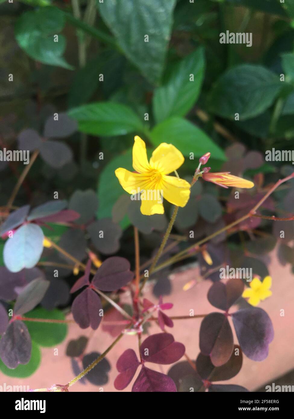 yellow flower. oxalis Stock Photo - Alamy