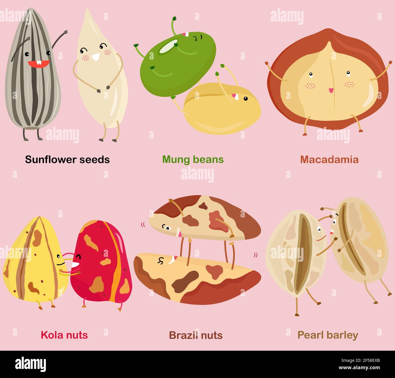 Vector of Bean, Nut, Seed - Sunflower seed, Mung bean, Macadamia, Kola ...
