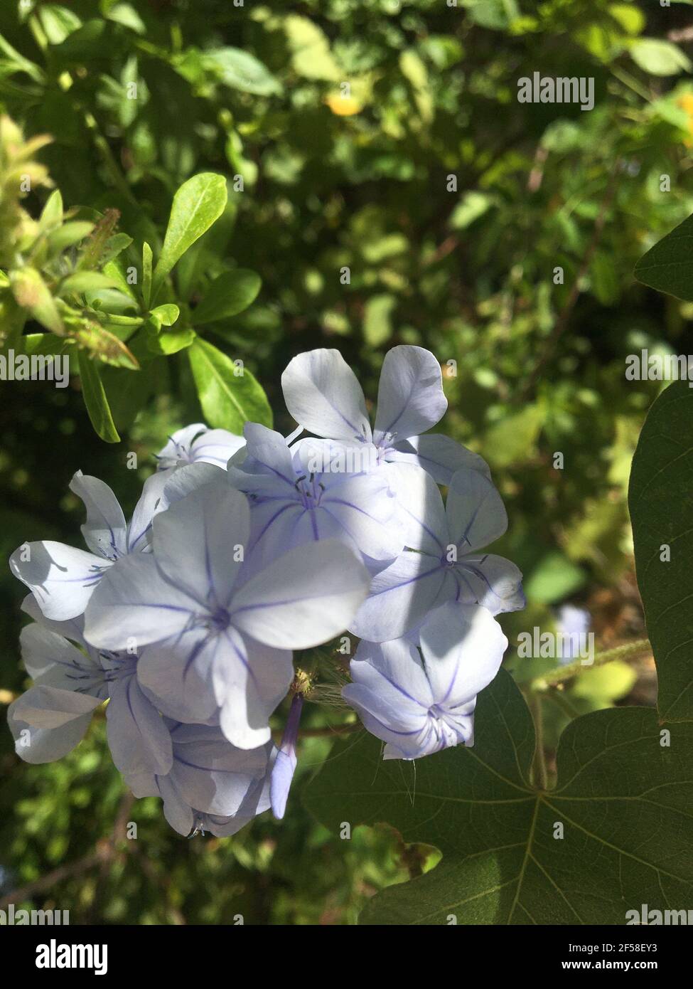 Celestial flower hi-res stock photography and images - Alamy