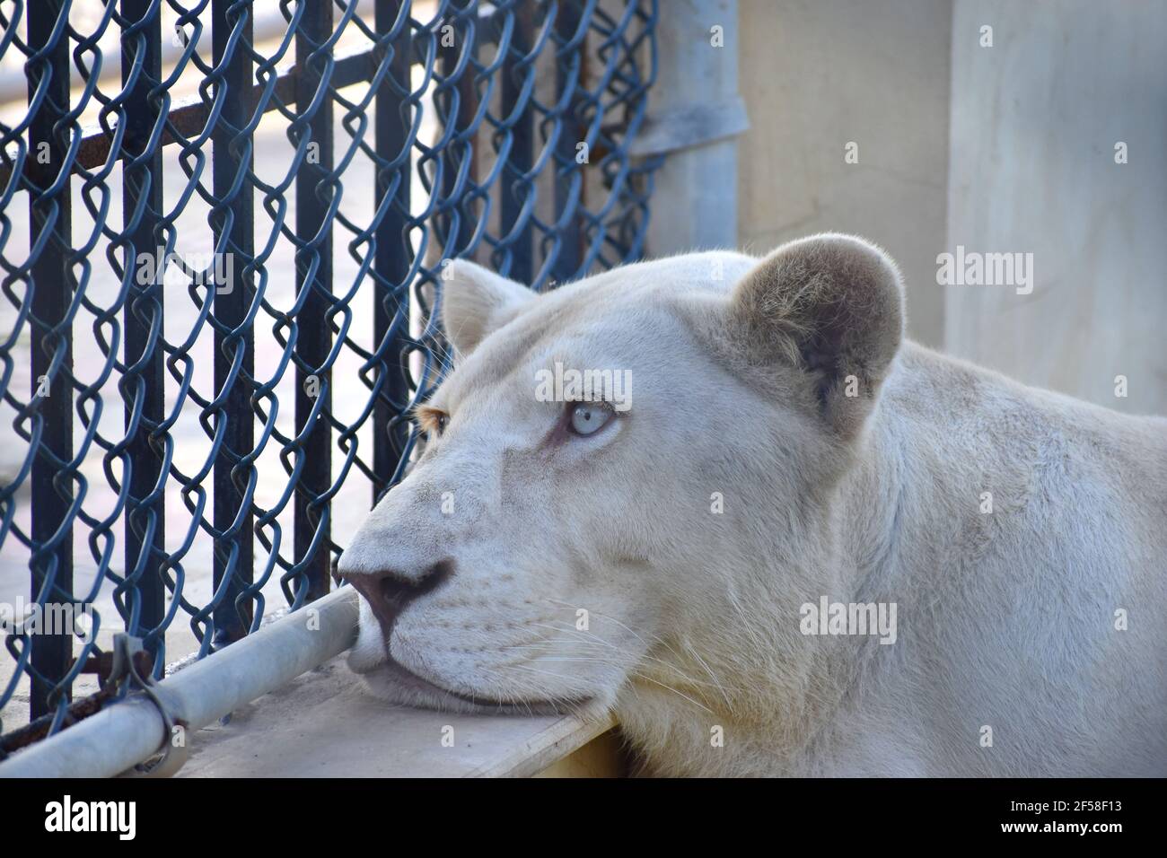 White lioness resting in zoo, lioness face closeup, beautiful White ...