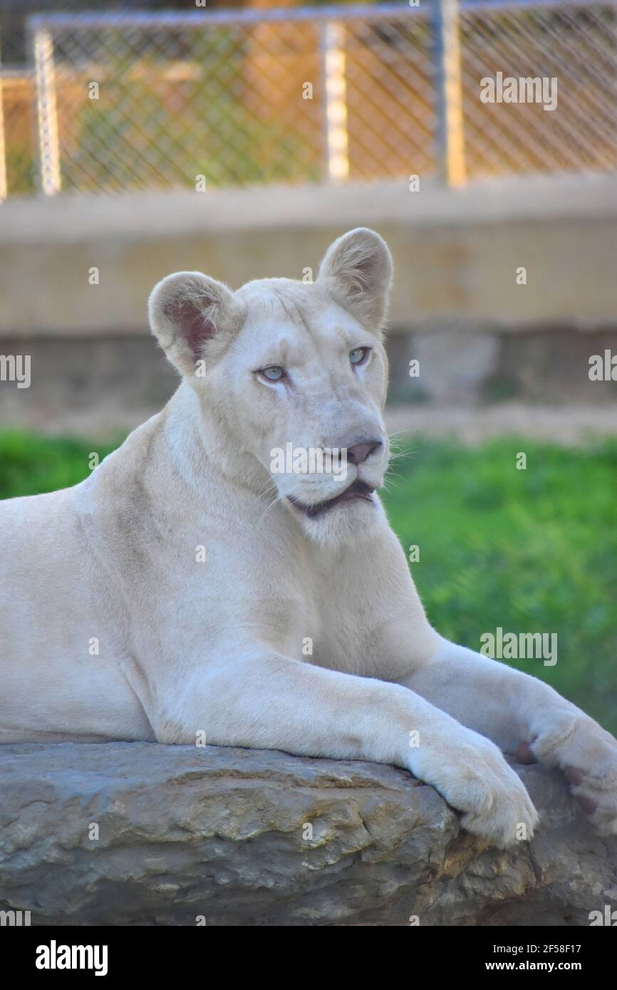 White lioness resting in zoo, lioness face closeup, beautiful White ...