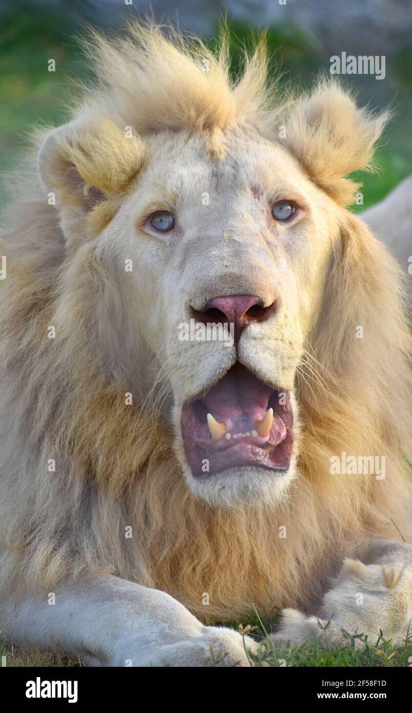 Portrait of beautiful white lion face close up Stock Photo - Alamy