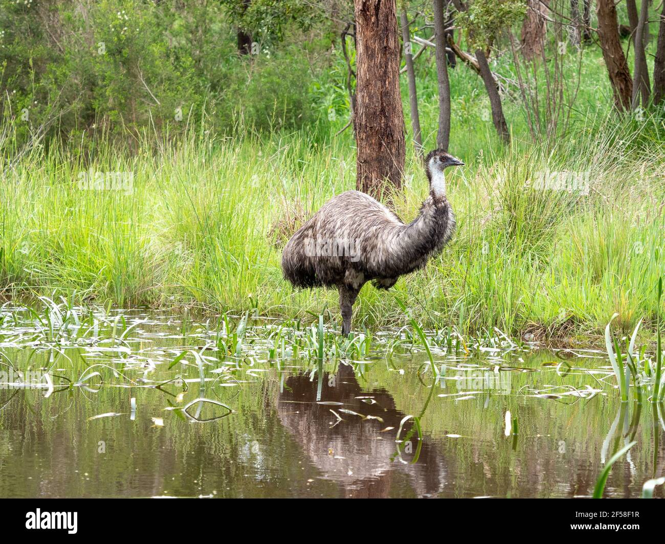 Wild Emu, The Briars, Mount Martha, Australia Stock Photo - Alamy