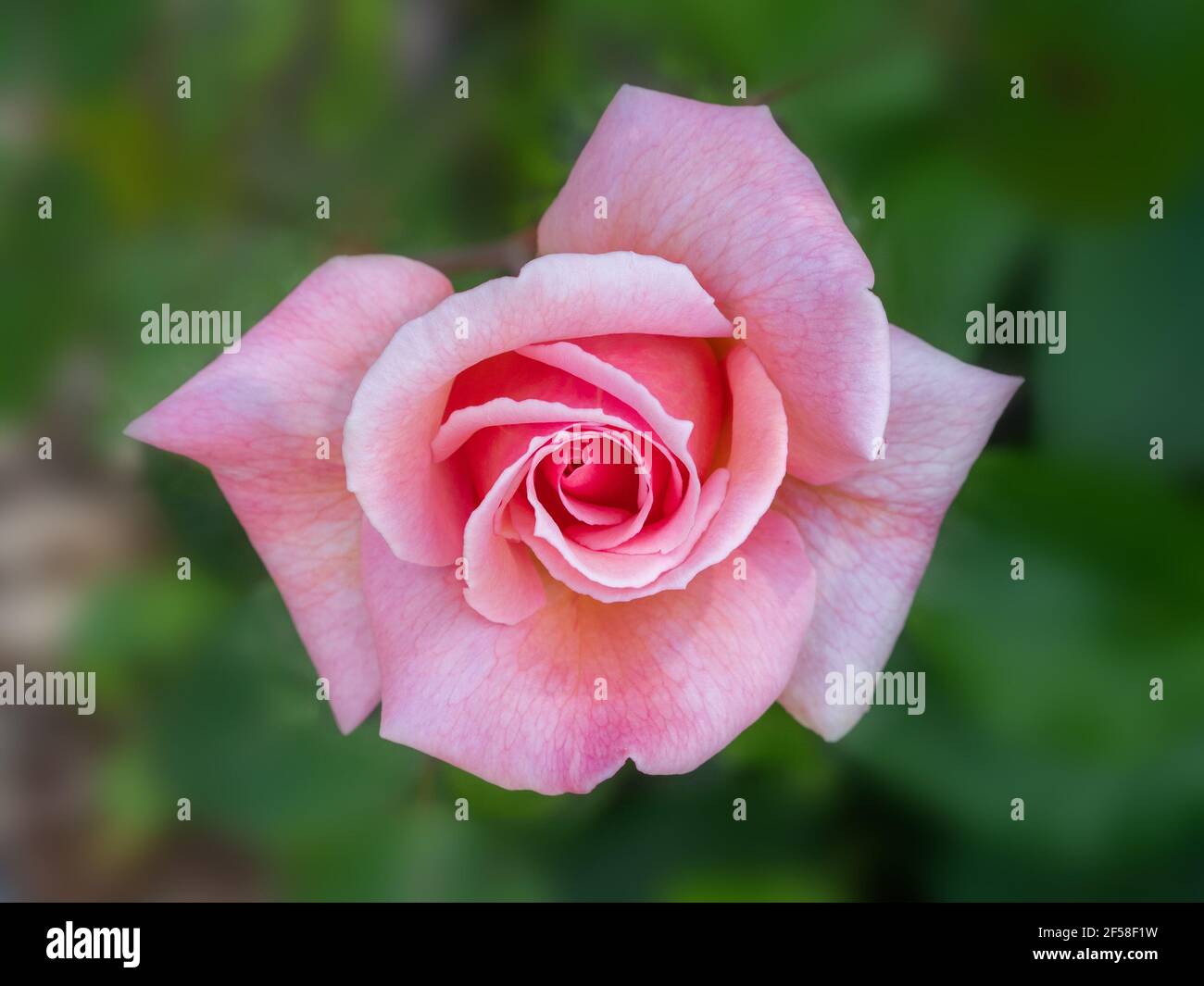 Pink budding roses hi-res stock photography and images - Alamy