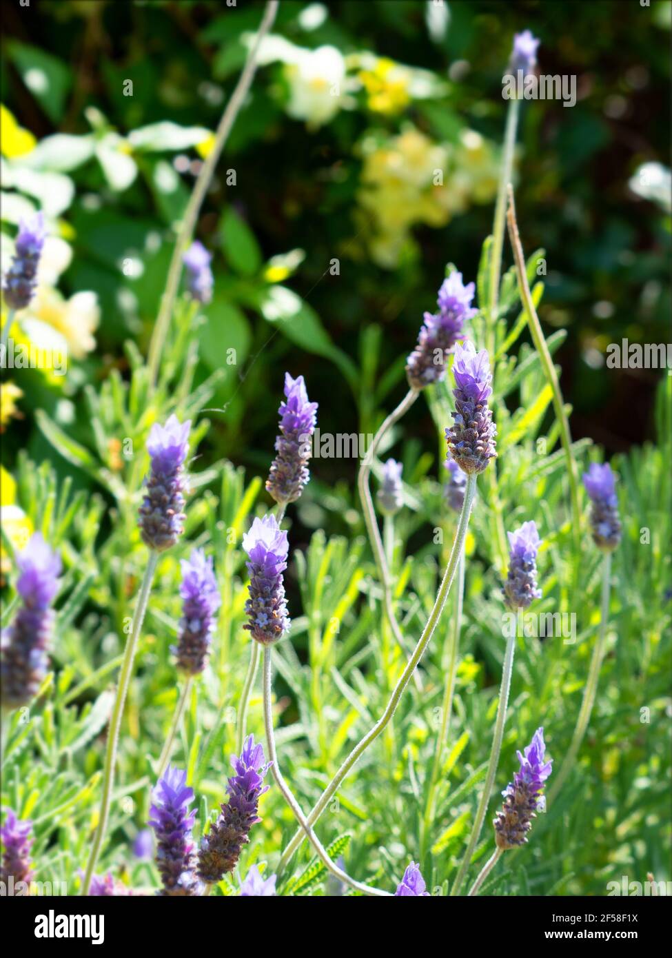 French Lavender flowering in a garden setting Stock Photo - Alamy