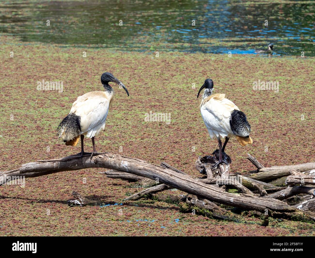 Wetlands birds australia hi-res stock photography and images - Alamy