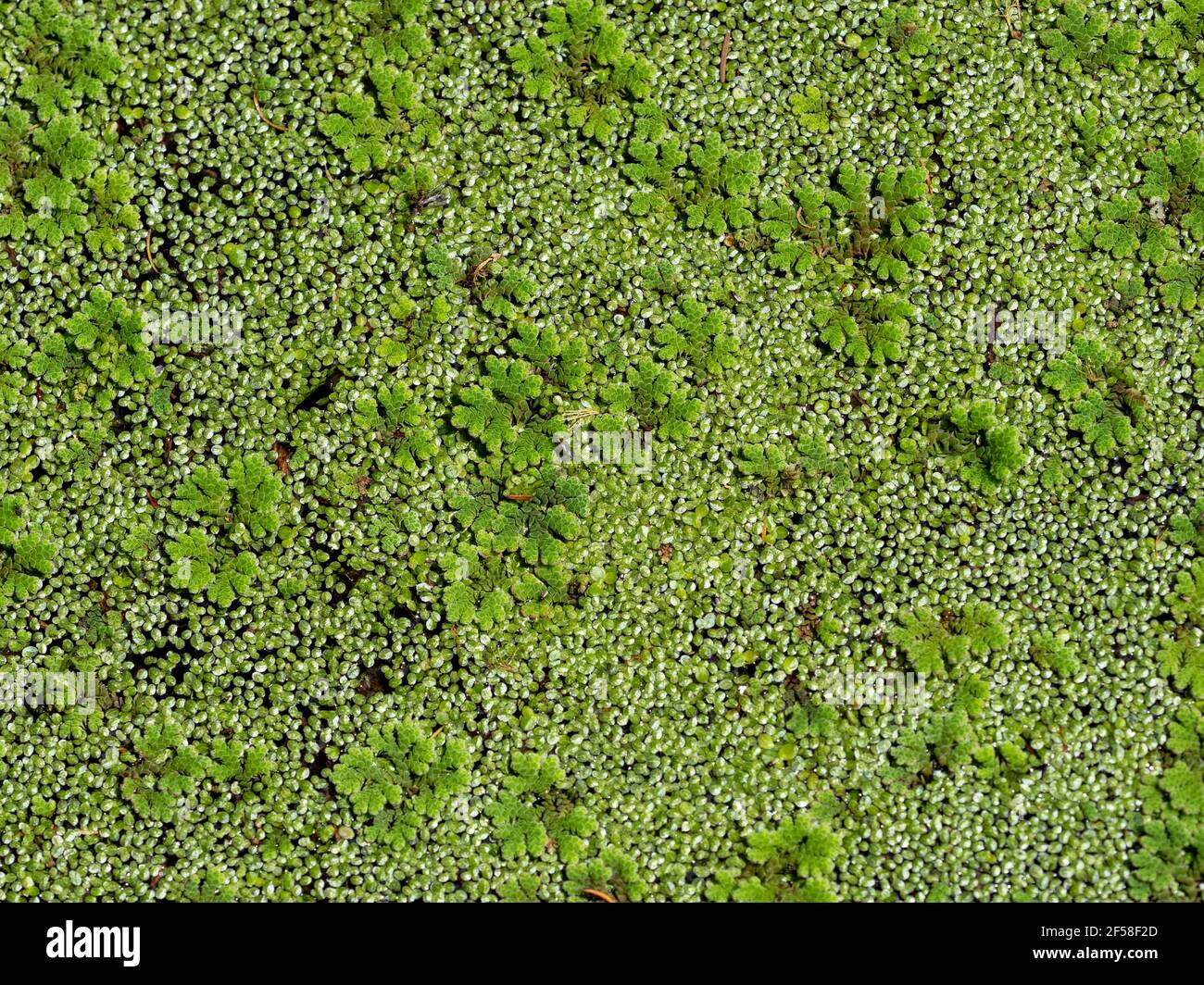 Ferny azolla hi-res stock photography and images - Alamy