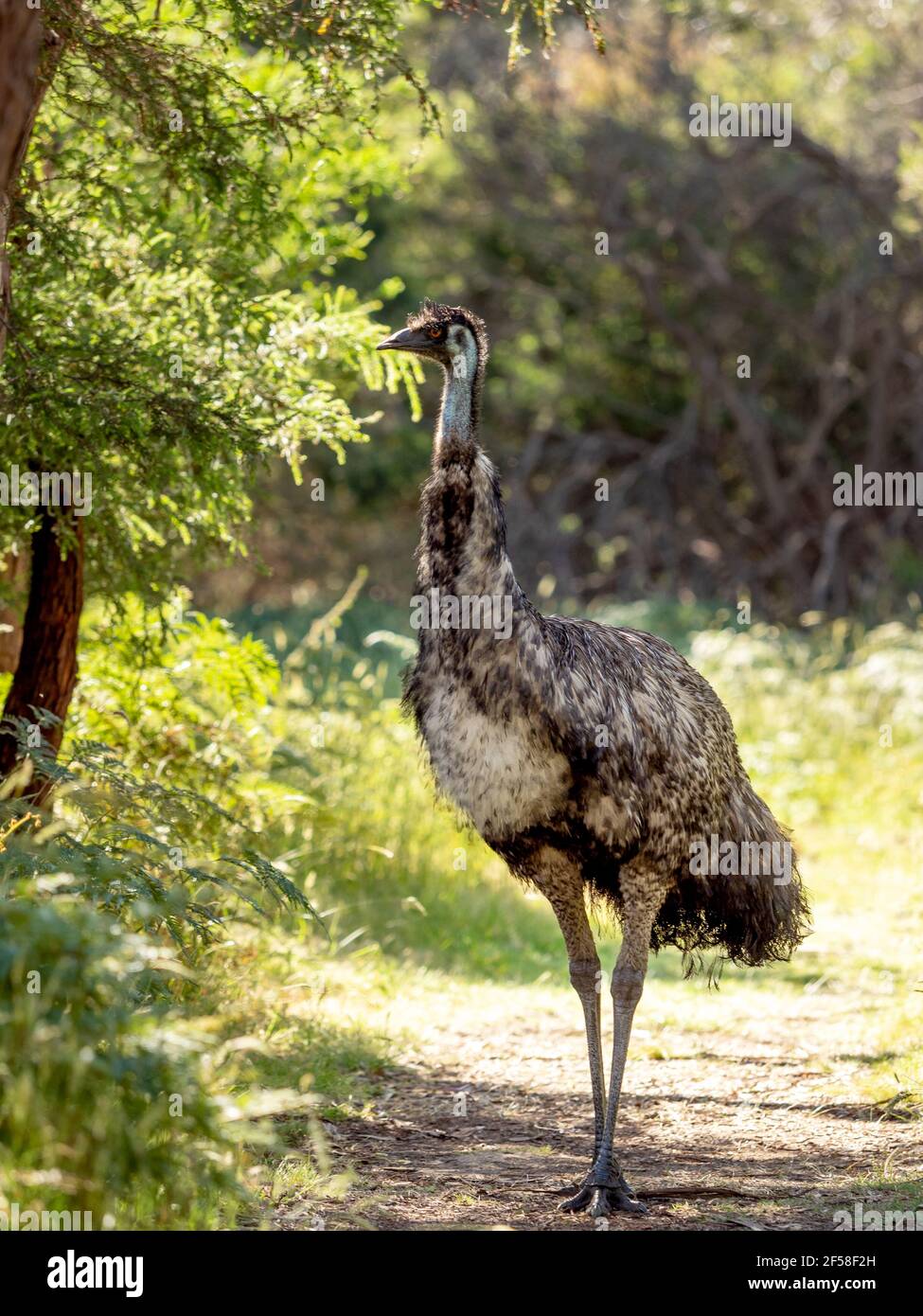 Mount emu hi-res stock photography and images - Alamy