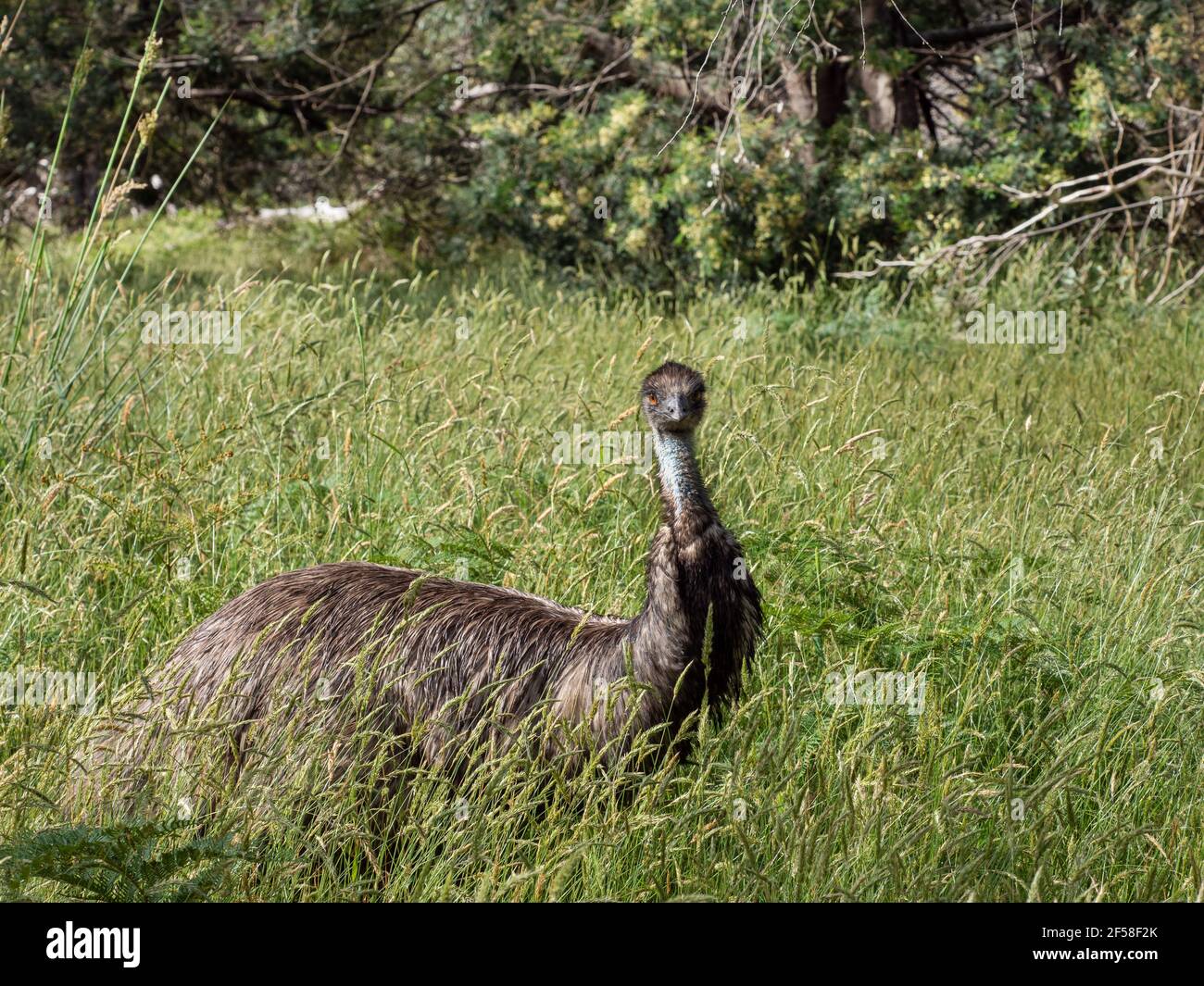 Wild Emu, The Briars, Mount Martha, Australia Stock Photo - Alamy