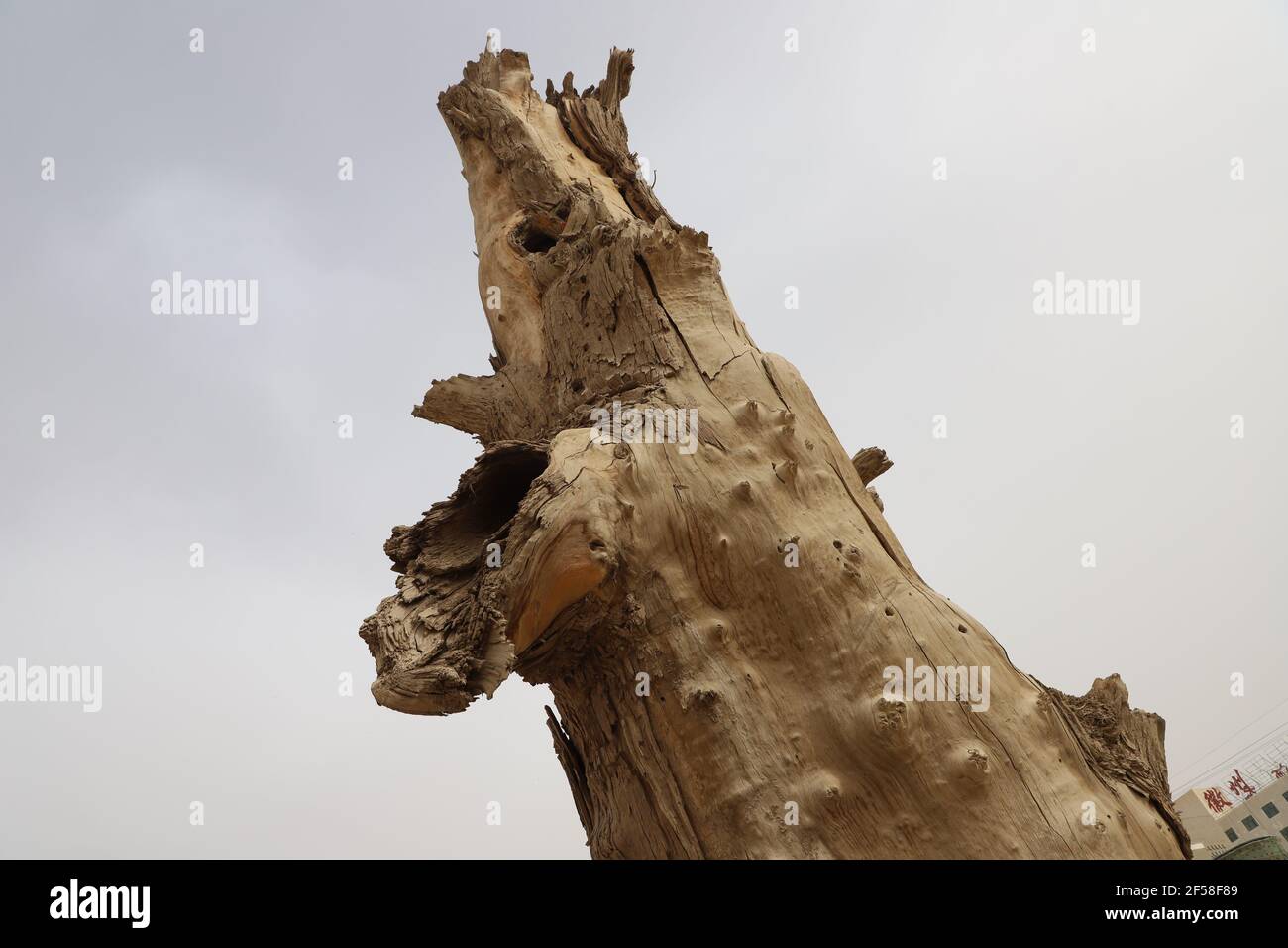RUOQIANG, CHINA - MARCH 24, 2021 - Withered ancient poplar trees are ...