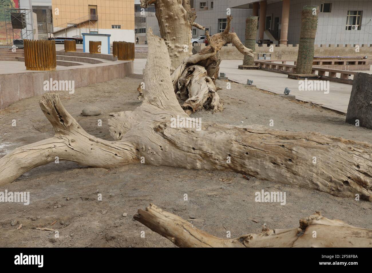RUOQIANG, CHINA - MARCH 24, 2021 - Withered ancient poplar trees are ...