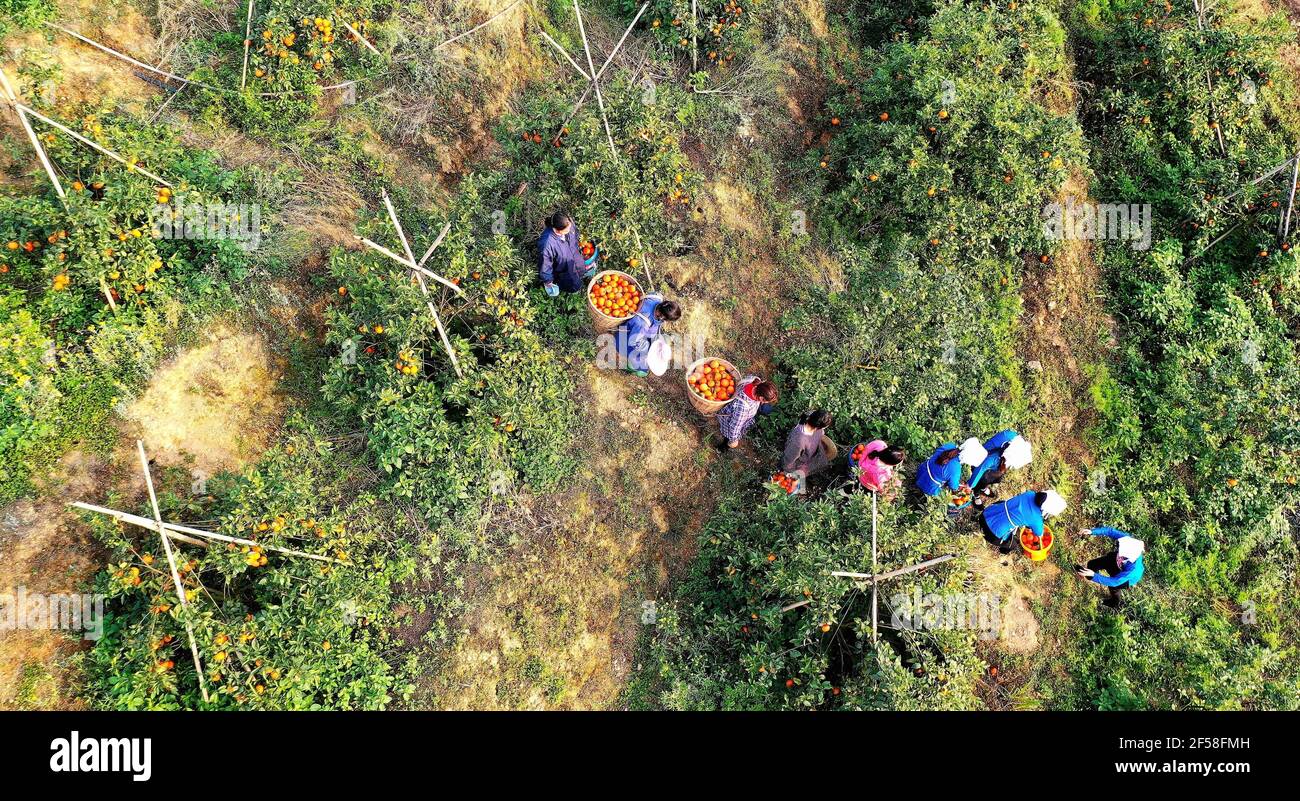 HECHI, CHINA - MARCH 23, 2021 - Tourists pick ripe tangerines in Hechi ...