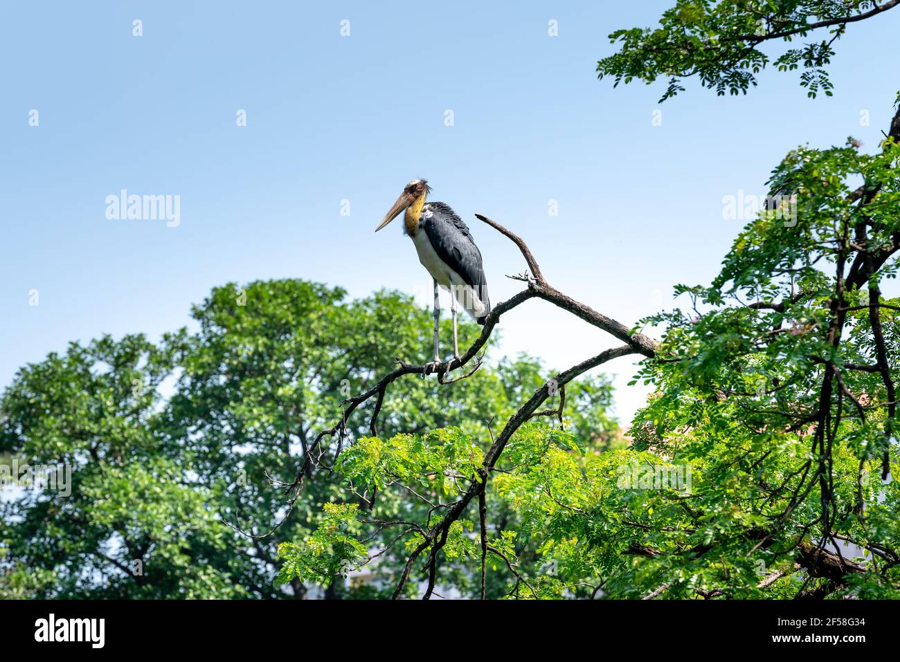 Lesser adjutant stork are hanging on branches on the background blue ...