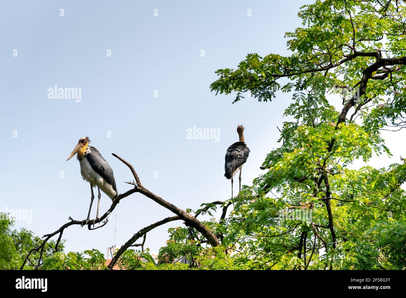 Lesser adjutant stork are hanging on branches on the background blue ...
