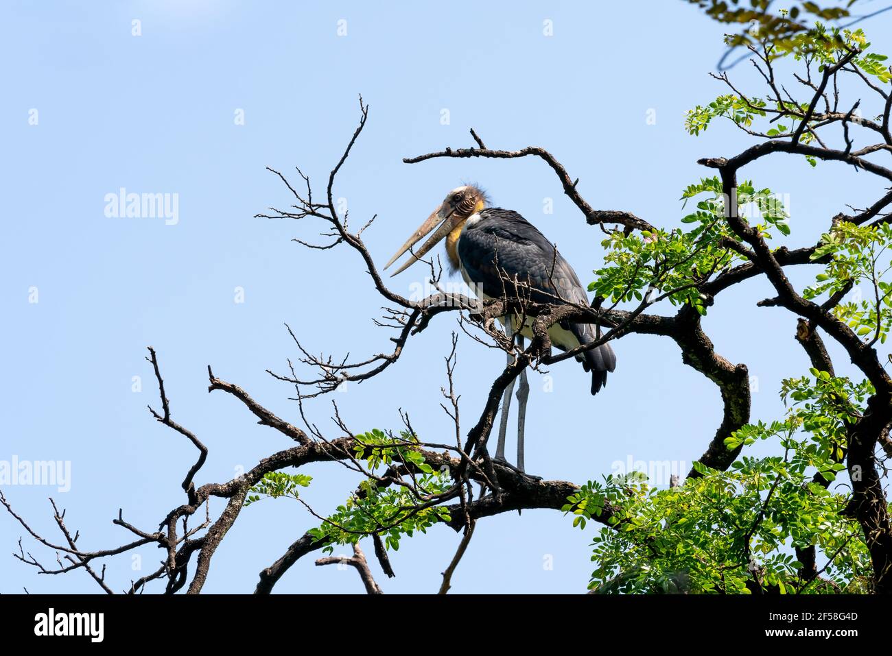 Lesser adjutant stork are hanging on branches on the background blue ...