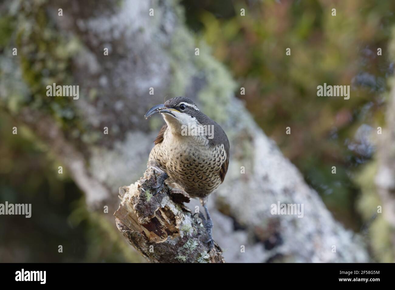 Paradise Riflebird - female searching for insects Ptiloris paradiseus ...