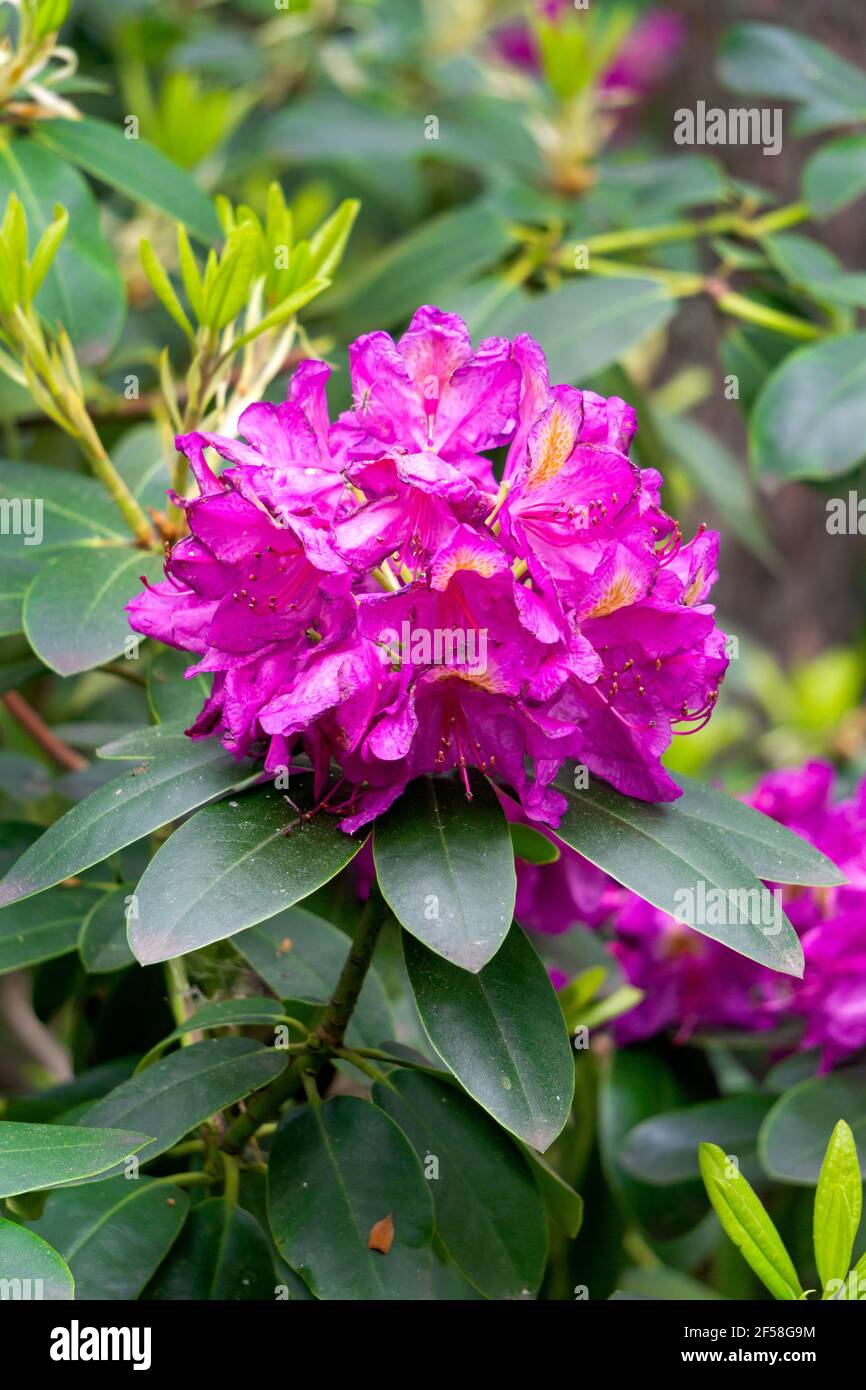 Beautiful lilac rhododendron flowers in the garden Stock Photo - Alamy