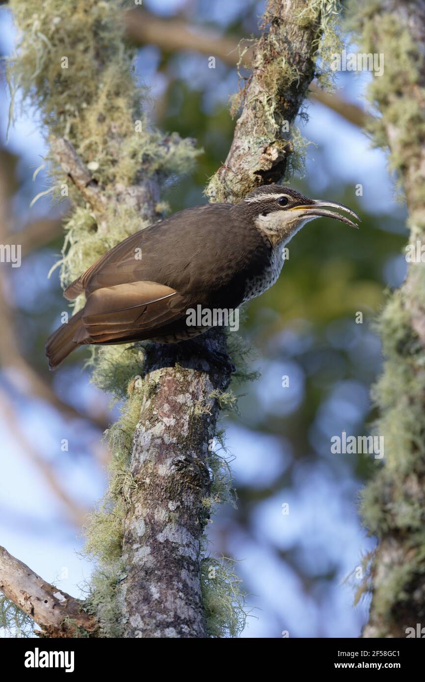 Paradise Riflebird - female searching for insects Ptiloris paradiseus ...