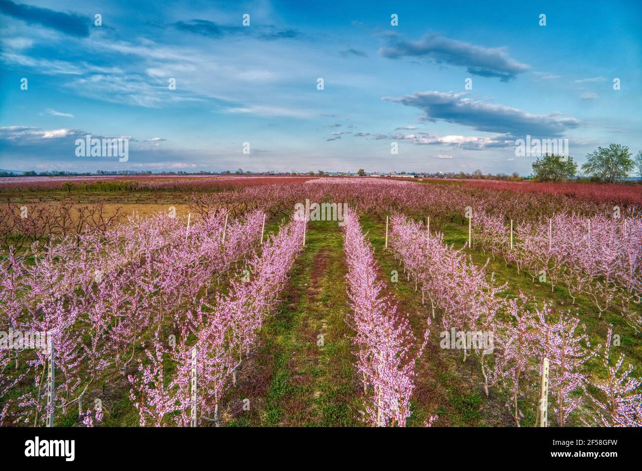 Aerial view the orchard of peach trees in bloomed in spring in the ...