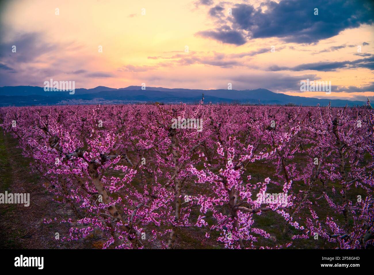 Aerial view of the orchard of bloomed peach trees at sunset in spring ...