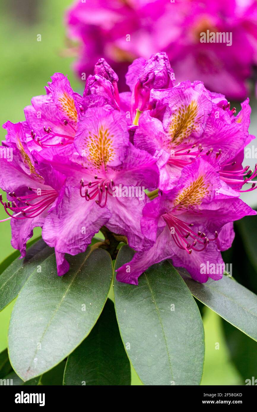 Beautiful lilac rhododendron flowers in the garden Stock Photo - Alamy