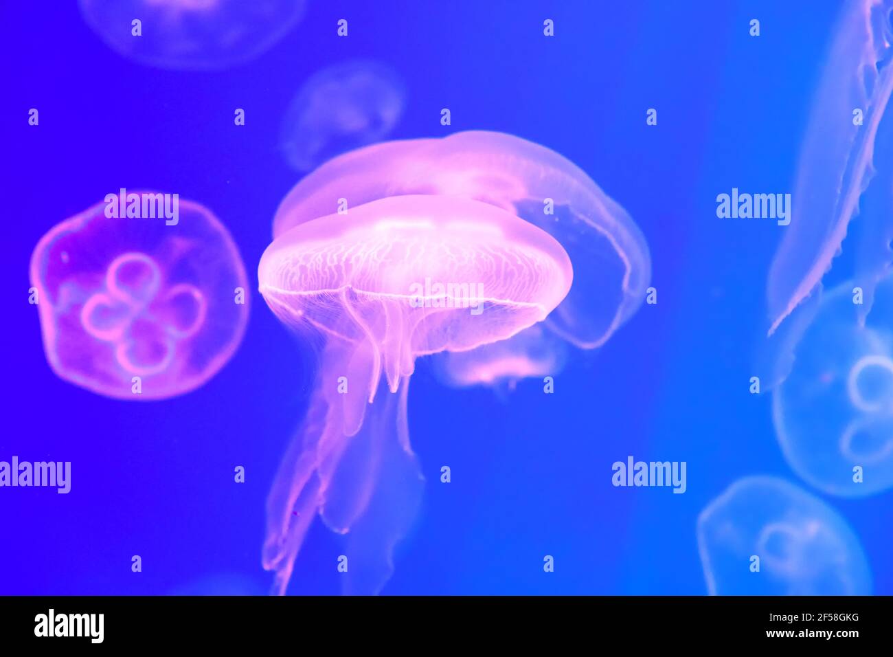 Phylum Coelenterata Aurelia