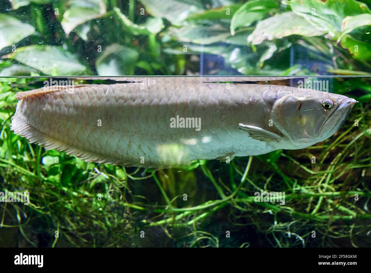Silver arowana swims near surface of water in aquarium of St ...
