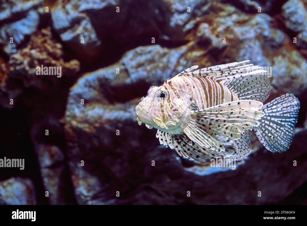 Red Lionfish or Pterois volitans this almond-shaped fish is covered in ...