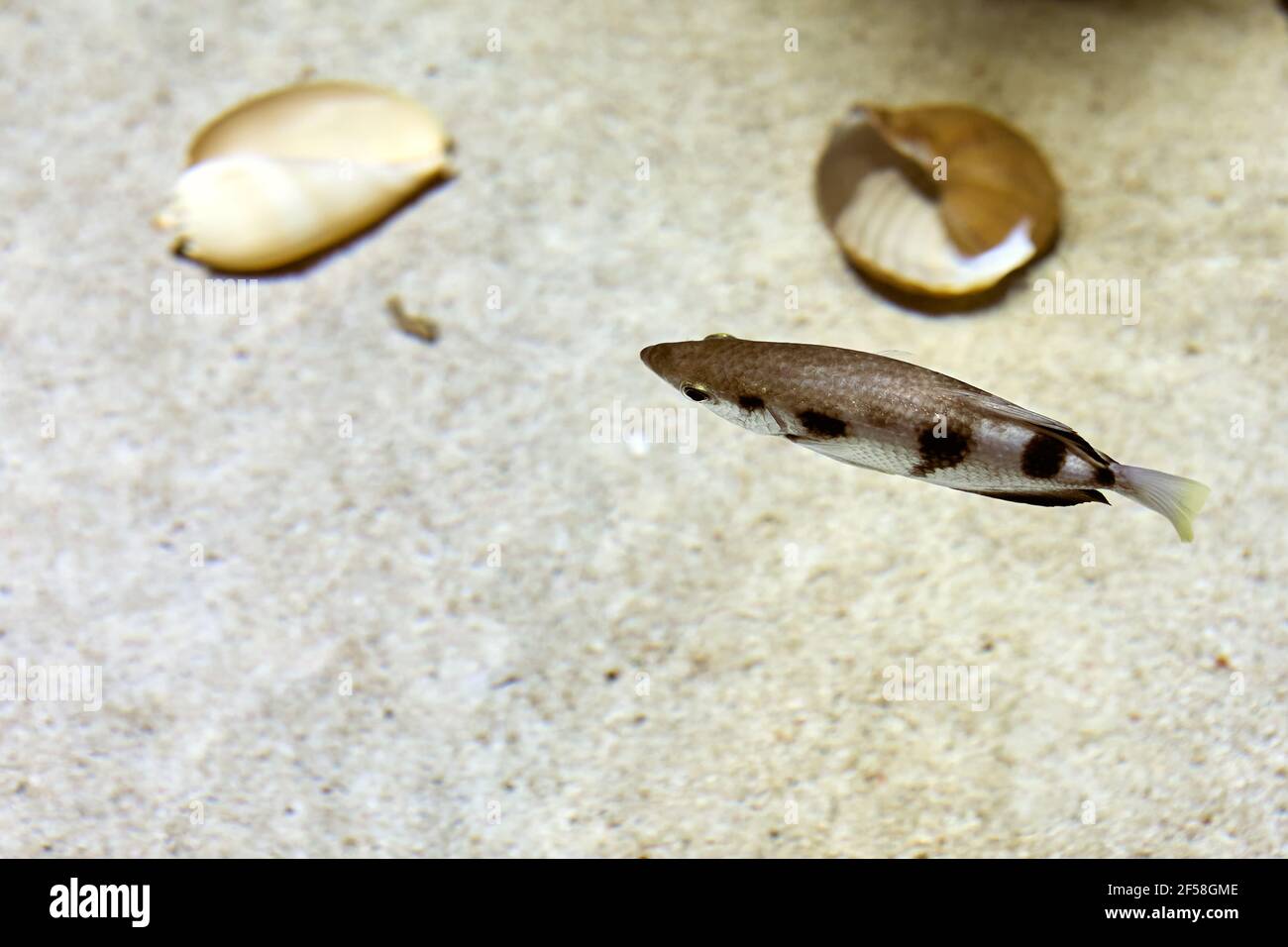 Archerfish toxotes hi-res stock photography and images - Alamy
