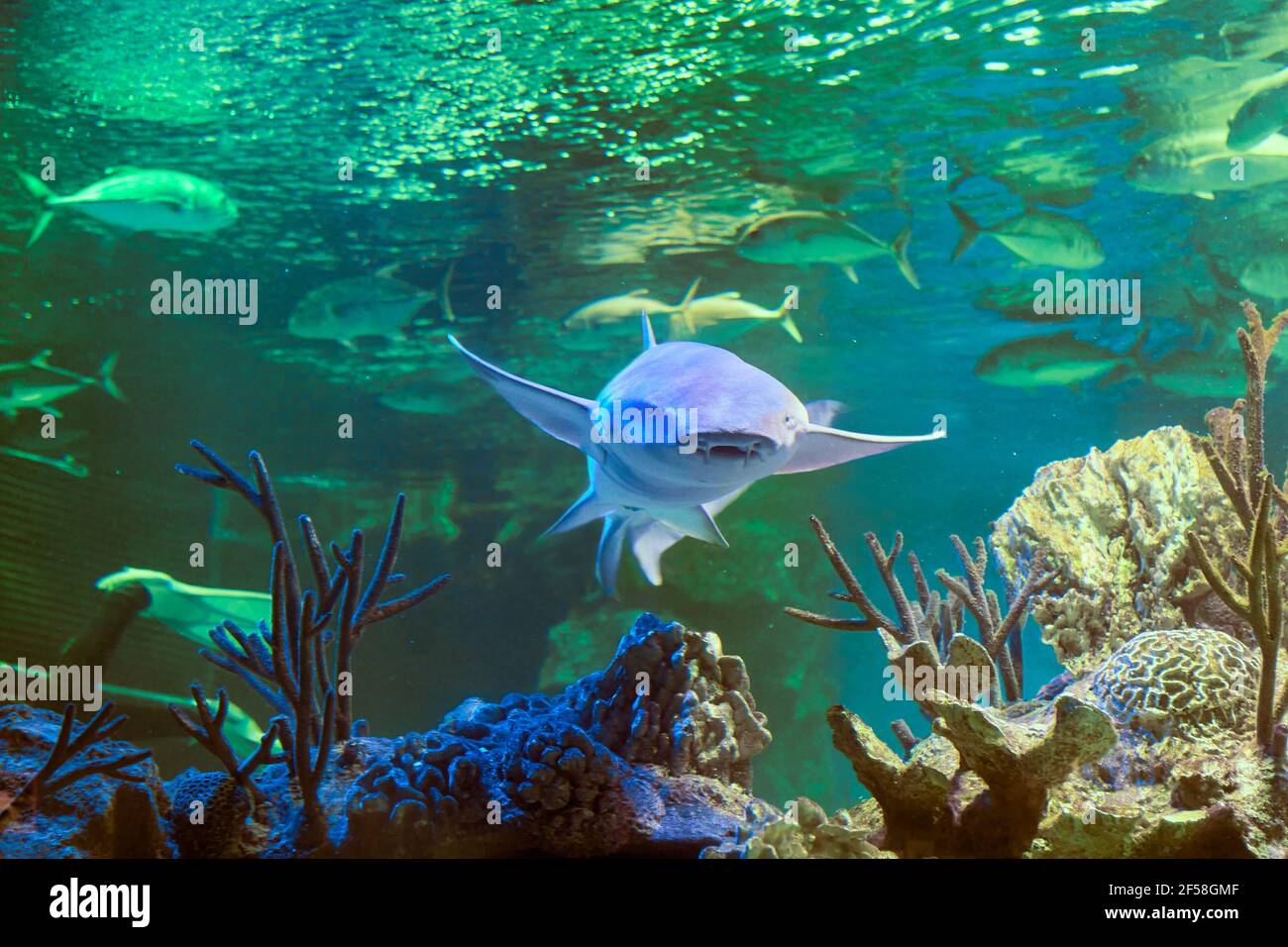 Nanny shark hi-res stock photography and images - Alamy