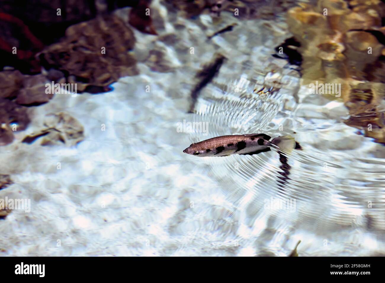 Brackish water fish hi-res stock photography and images - Alamy