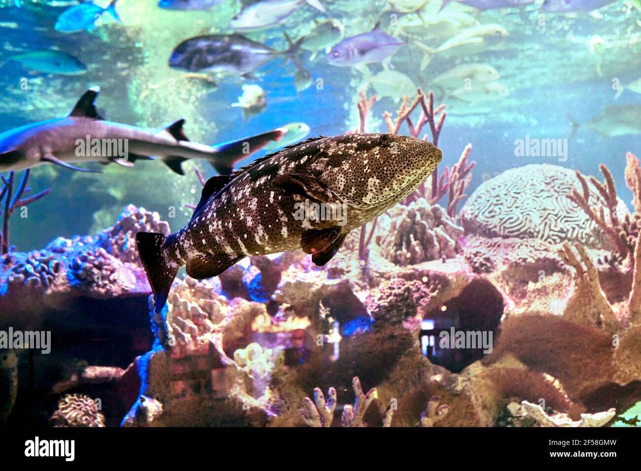 Saltwater fish named of Pacific goliath grouper behind glass of marine ...