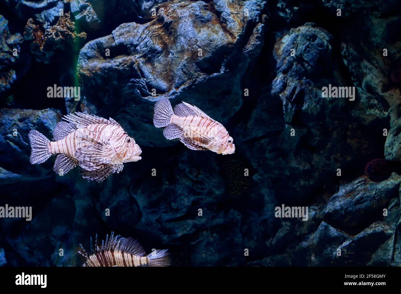 Red Lionfish or Pterois volitans This Indo-Pacific reef fish Stock ...