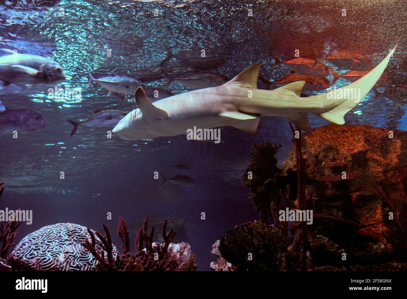 Coral reef nurse sharks near hi-res stock photography and images - Alamy