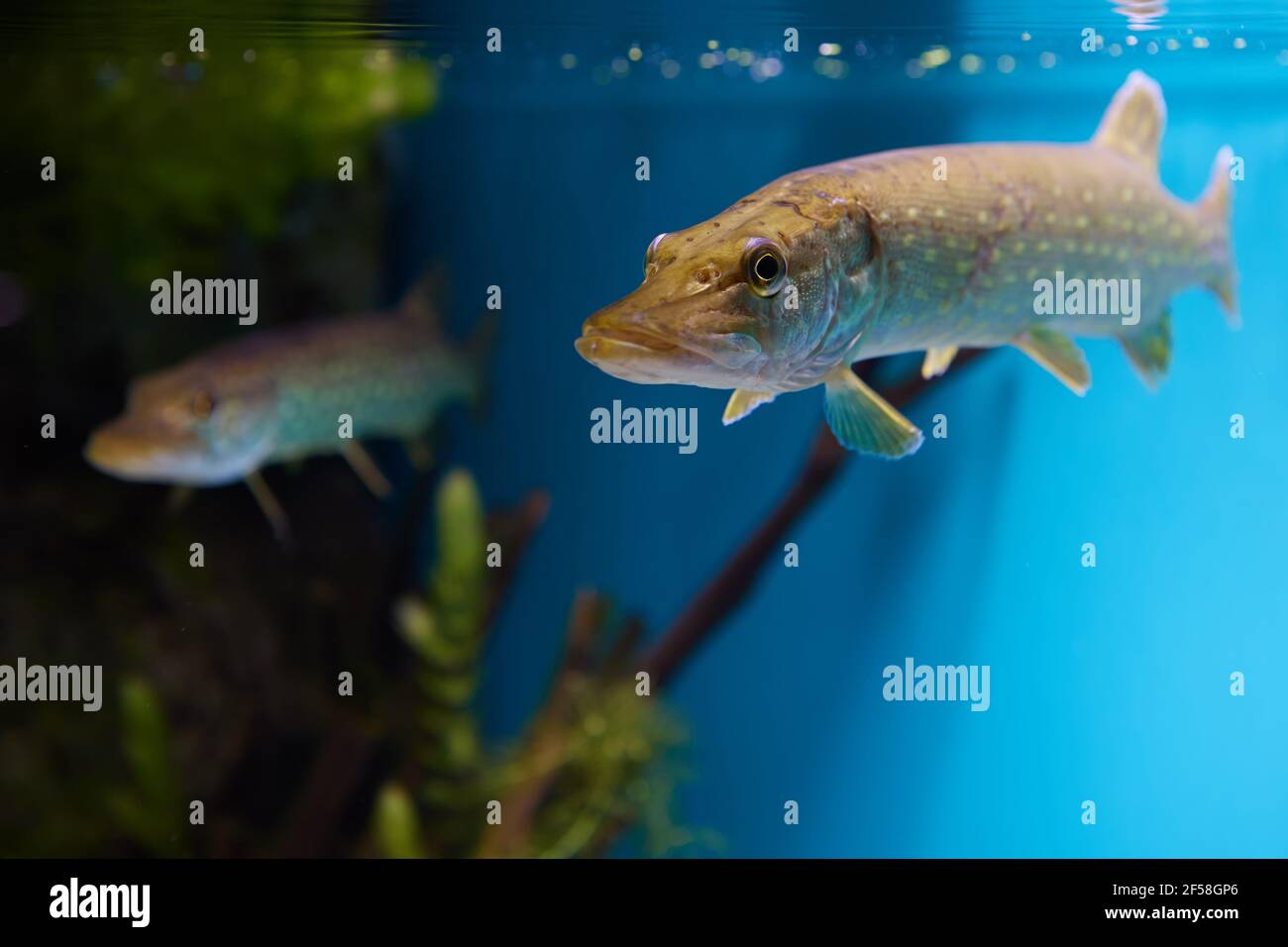 Freshwater pike hi-res stock photography and images - Alamy