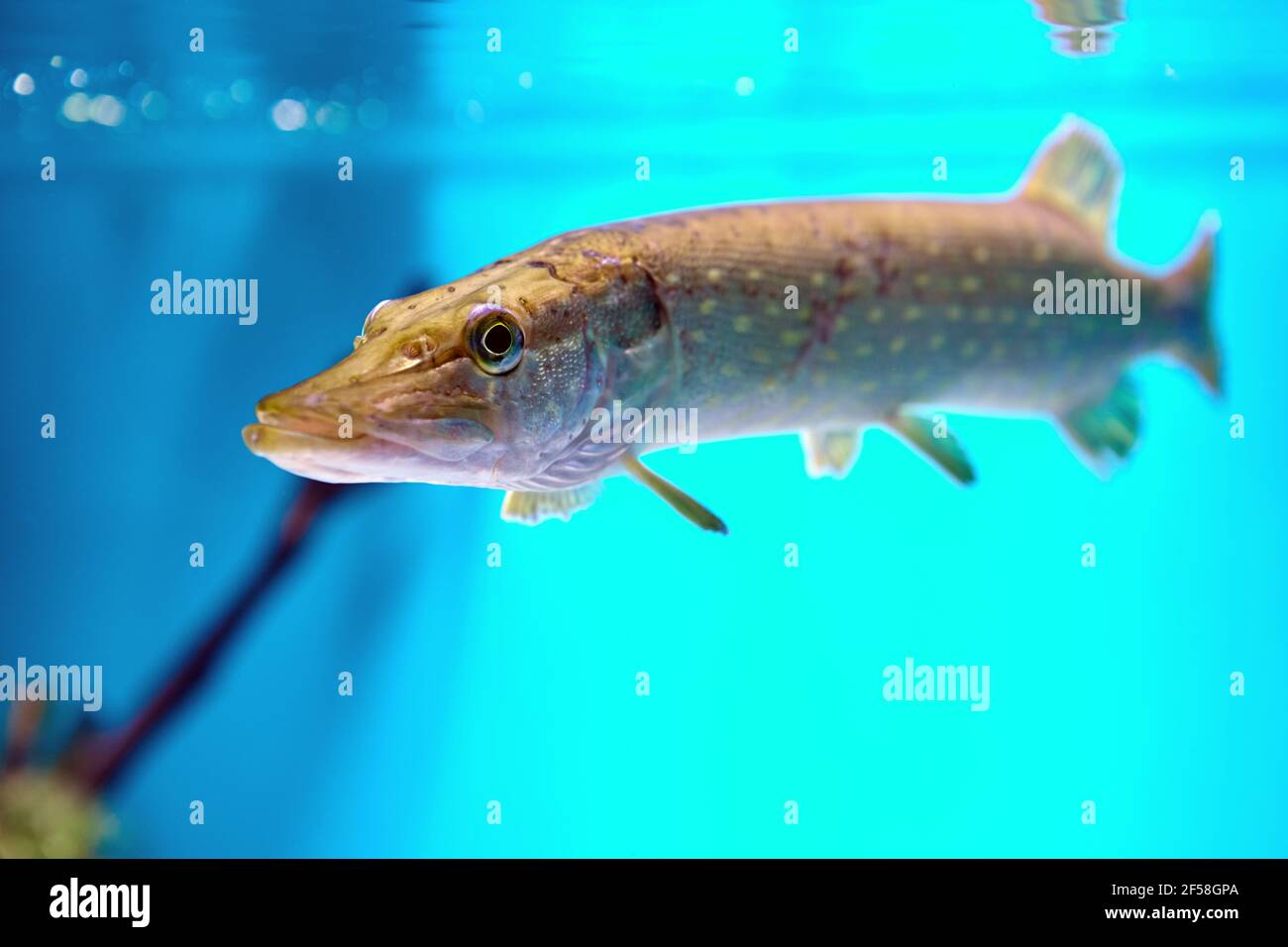 Northern pike are most often olive green, shading from yellow to white ...