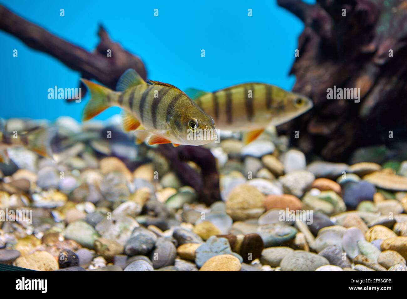 European fish tank hi-res stock photography and images - Alamy