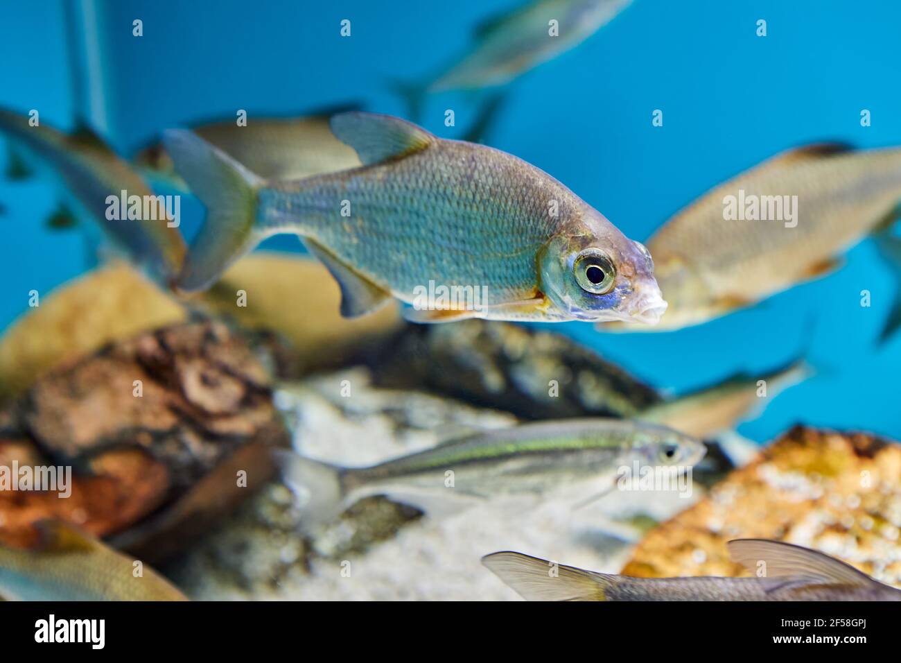 Roach or rutilus from carp fish family in public aquarium in city of St ...