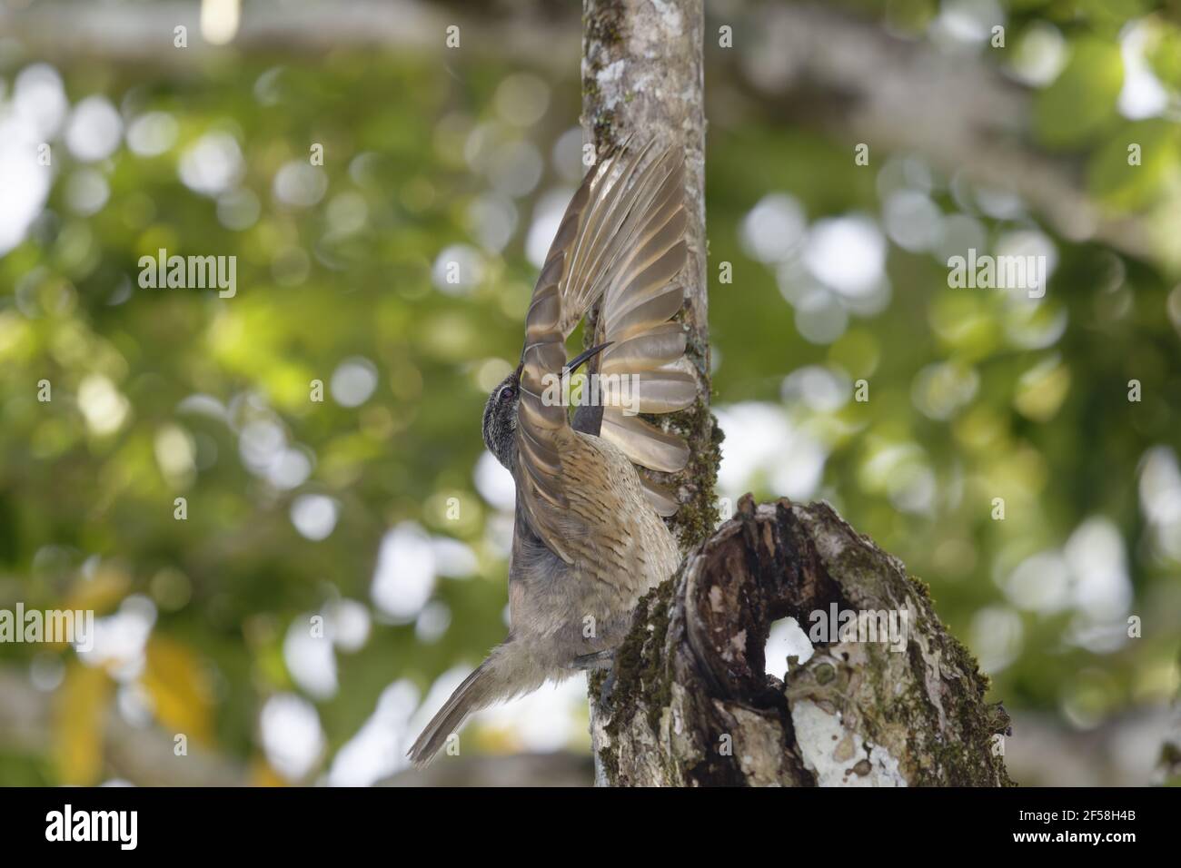 Victoria's Riflebird - immature male displaying Ptiloris victoriae ...