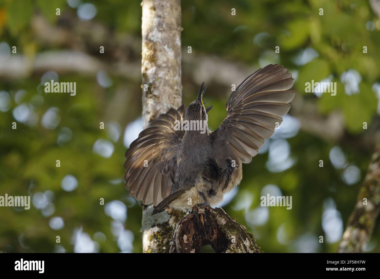 Victoria's Riflebird - immature male displaying Ptiloris victoriae ...