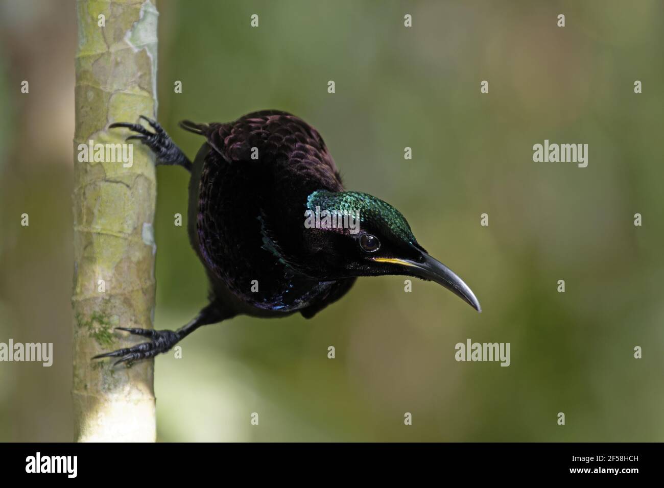 Victorias riflebird ptiloris victoriae in hi-res stock photography and ...