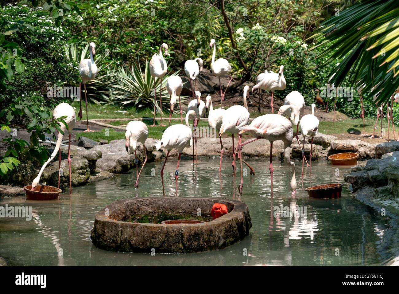 The image of a beautiful flamingo in the zoo Stock Photo - Alamy