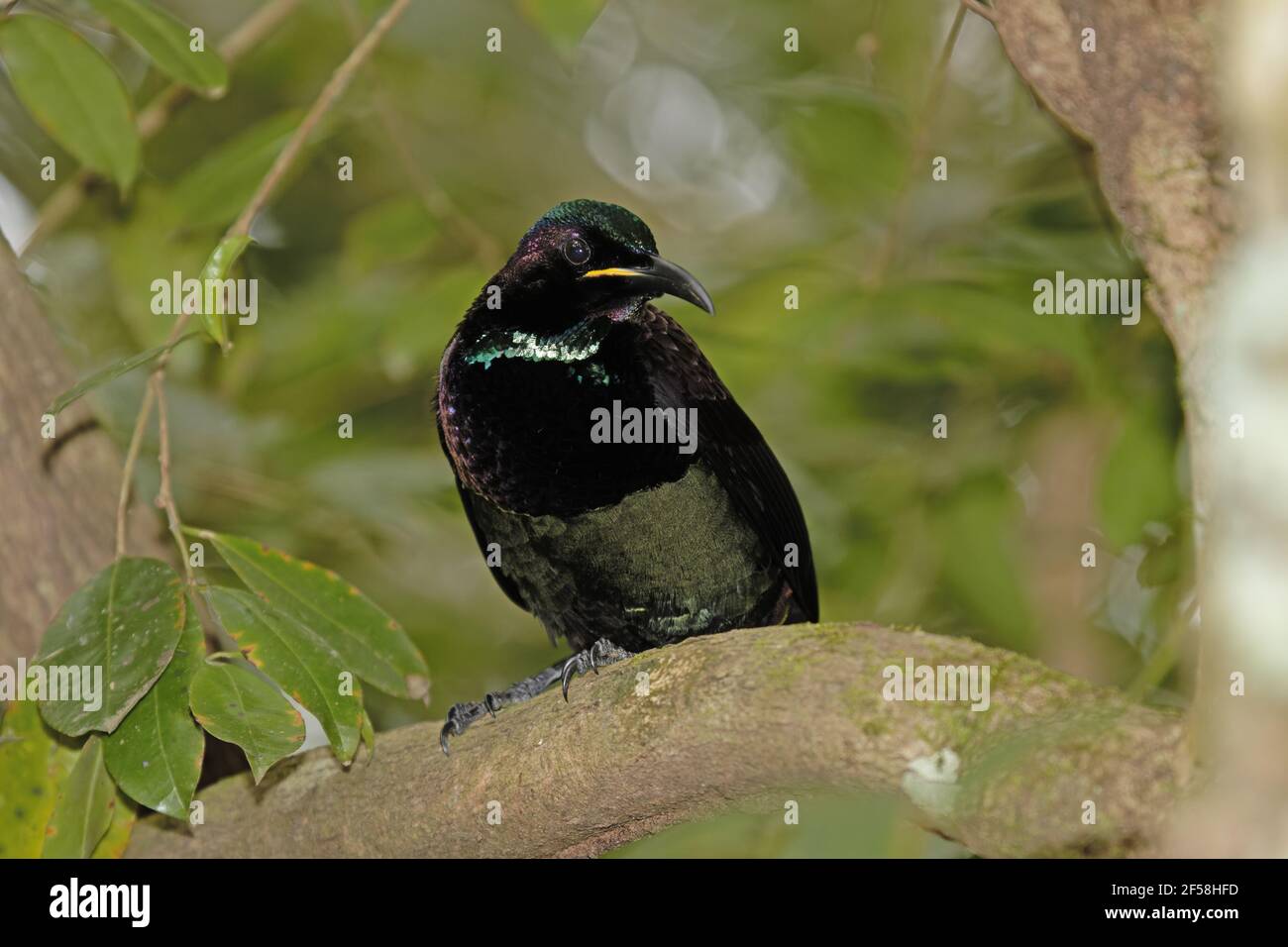 Victoria's Riflebird - adult male in breeding plumage Ptiloris ...
