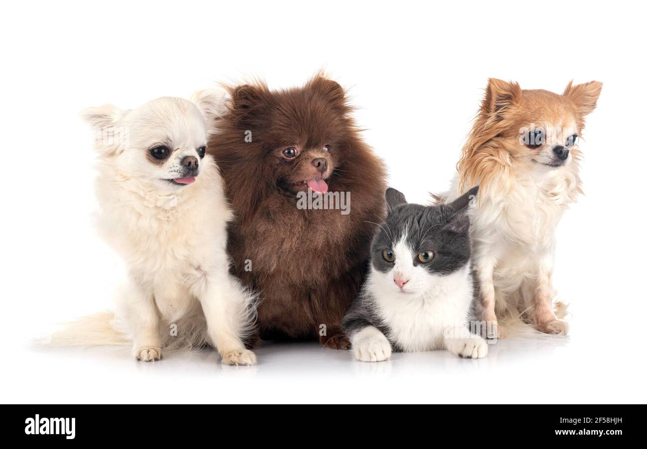 little dogs and cat in front of white background Stock Photo - Alamy