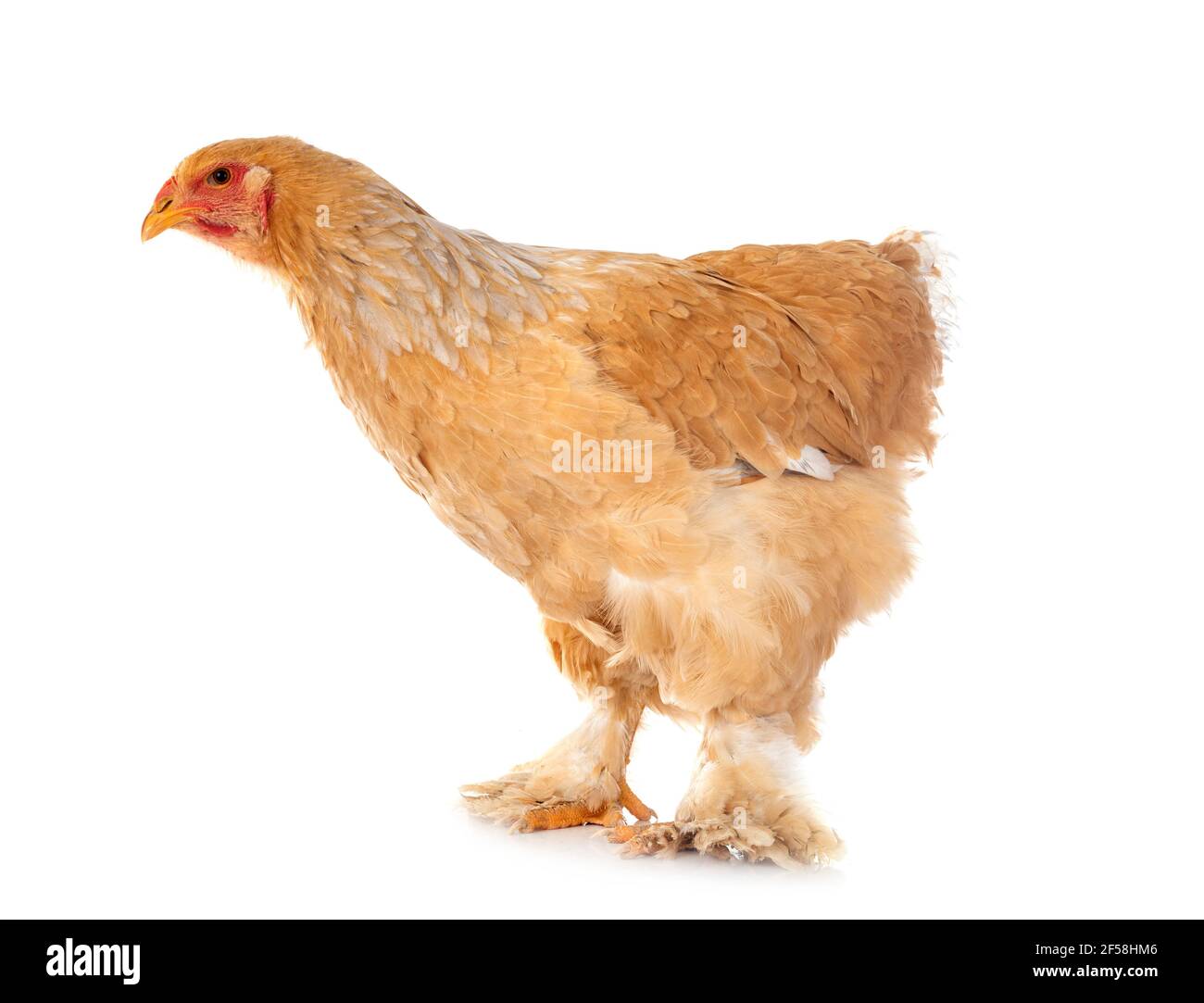 brahma chicken in front of white background Stock Photo - Alamy