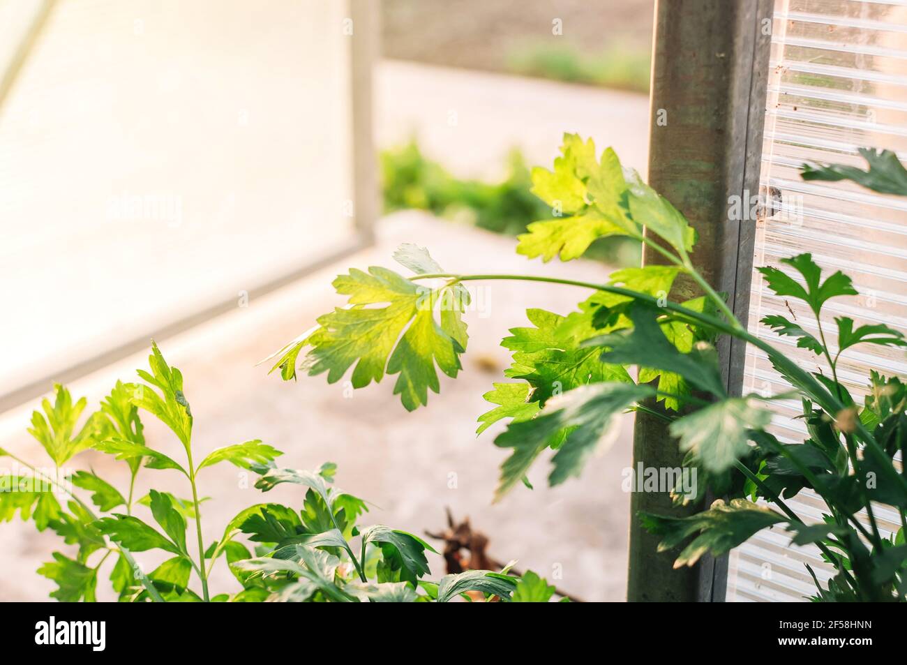 In the greenhouse, parsley grows in the sun. Green Background Parsley ...