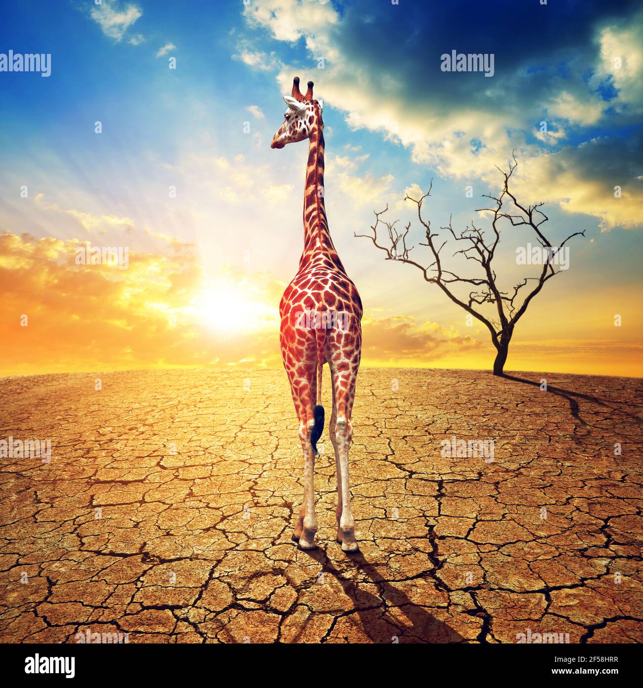 Lonely giraffe in parched country with cracked soil under dramatic ...