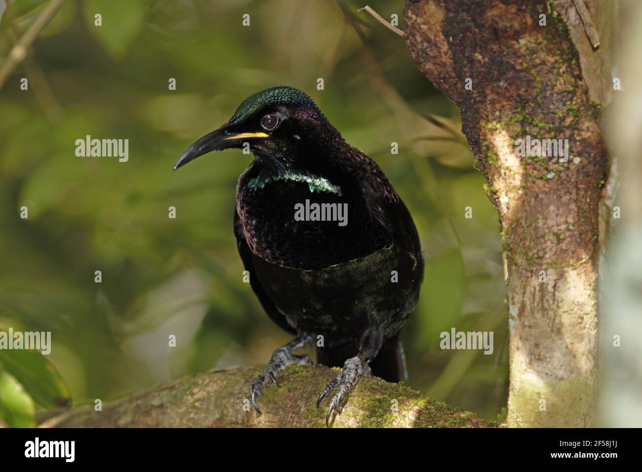 Victoria's Riflebird - adult male in breeding plumage Ptiloris ...