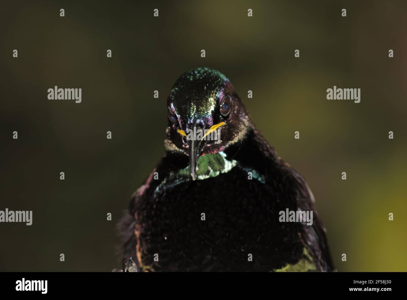Victoria's Riflebird - adult male in breeding plumage Ptiloris ...