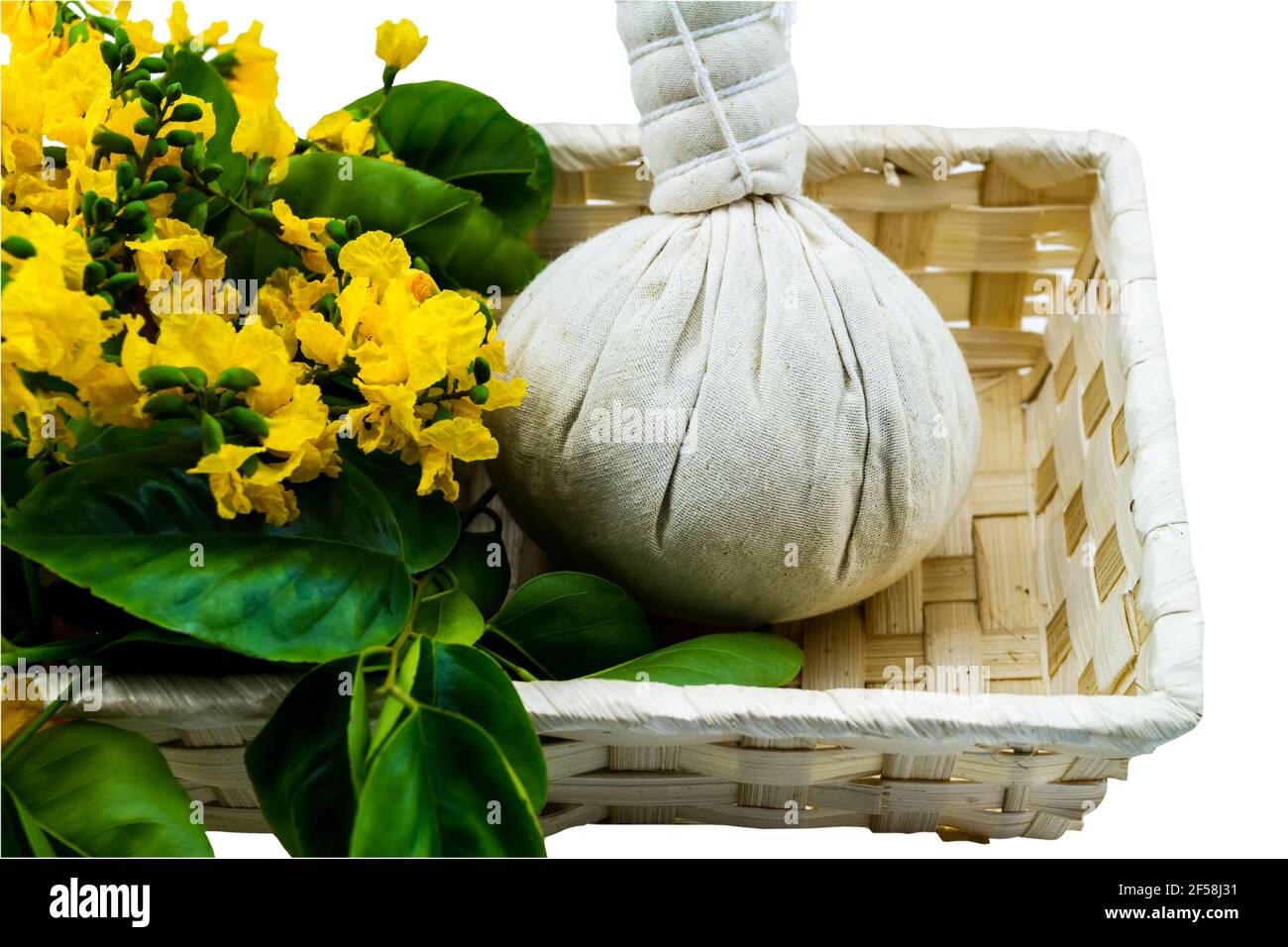 Closed up yellow flower of Burmese Rosewood or Pterocarpus indicus ...